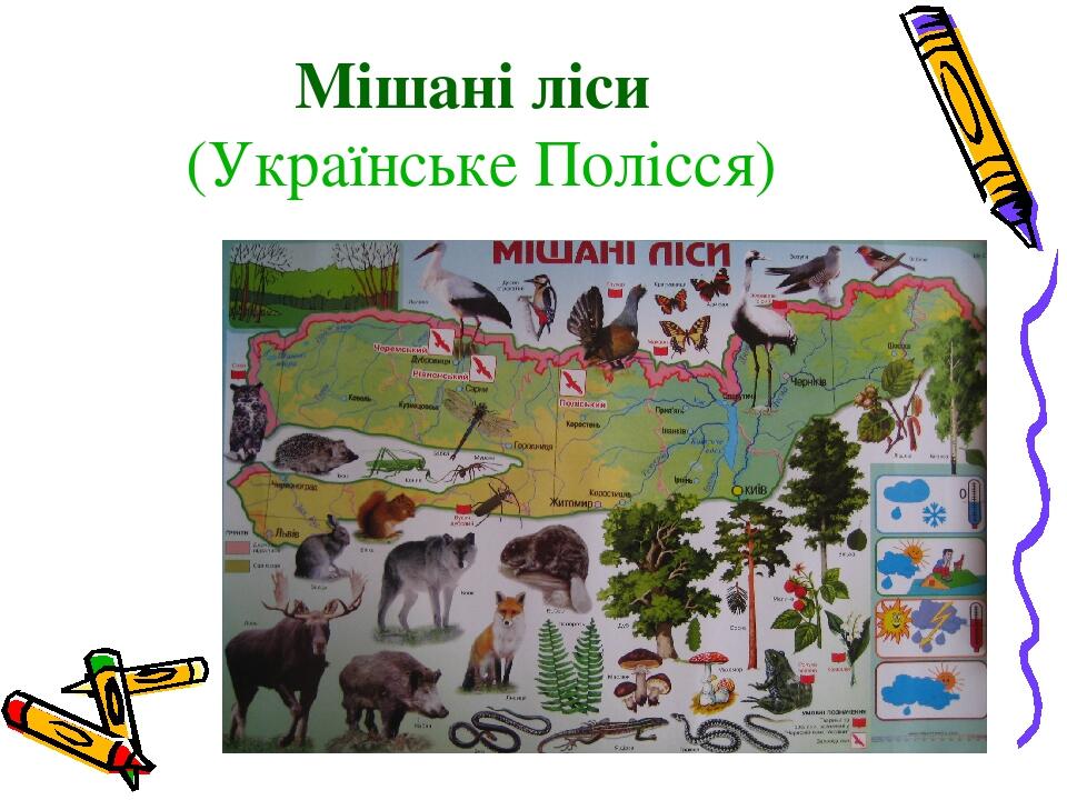 Природні зони України Природознавство 4 клас Презентація