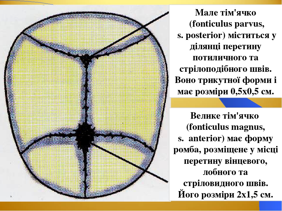Презентація -лекція для студентів медичних коледжів "Плід як об’єкт ...