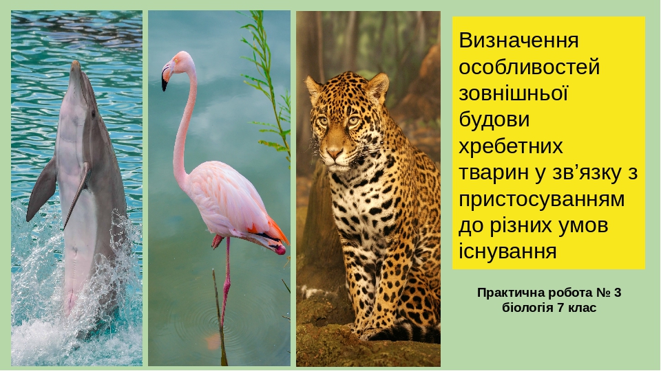 Презентація Визначення особливостей зовнішньої будови хребетних тварин