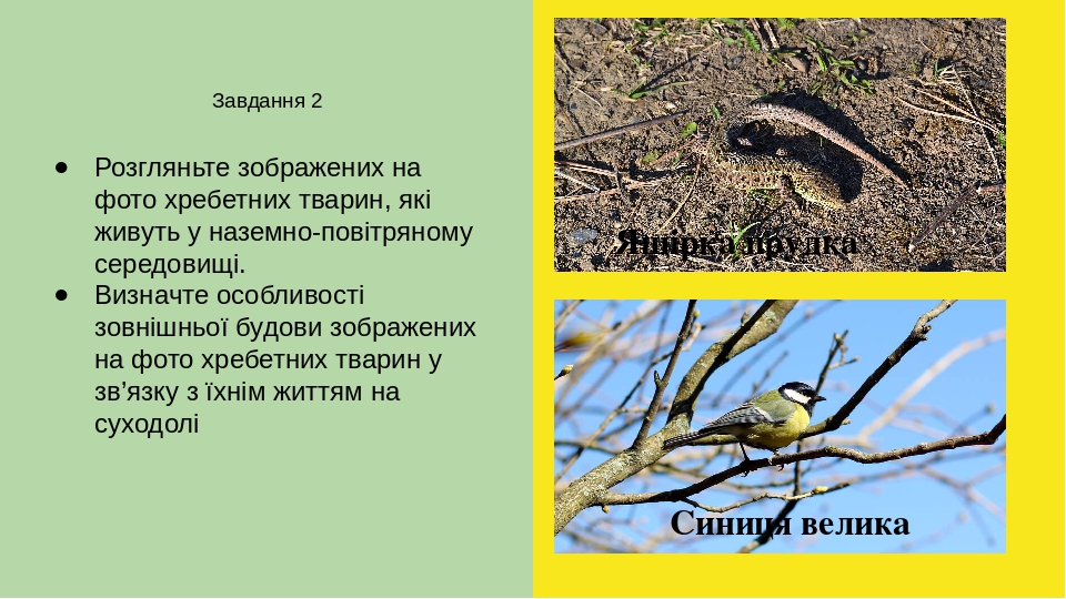 Презентація Визначення особливостей зовнішньої будови хребетних тварин