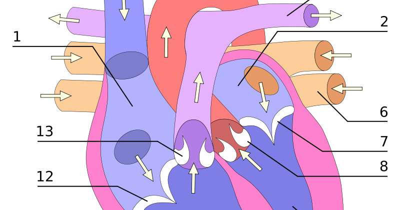 Серце: будова і функції | Конспект. Біологія