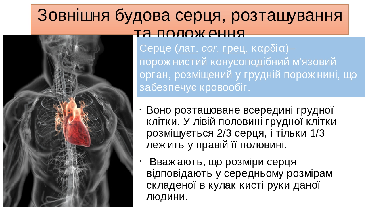 Презентація "Серце: будова та функції"
