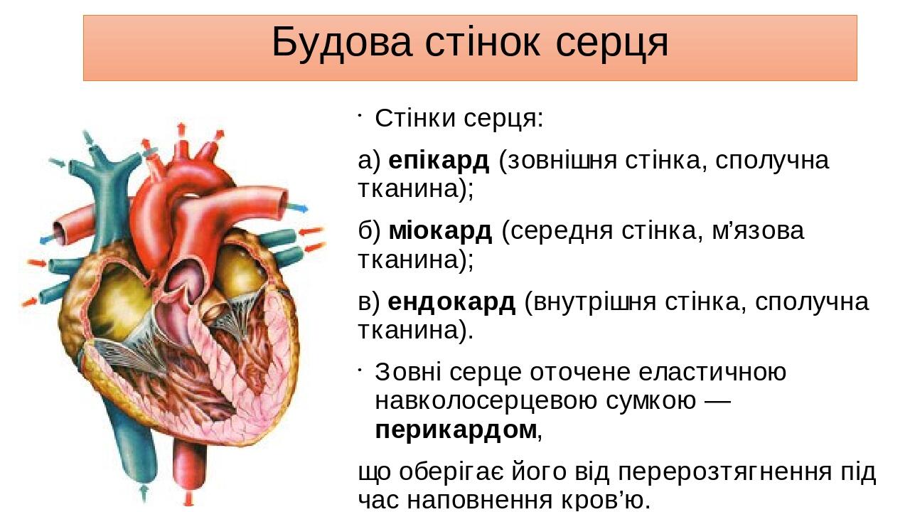 Презентація "Серце: будова та функції" | Презентація. Біологія