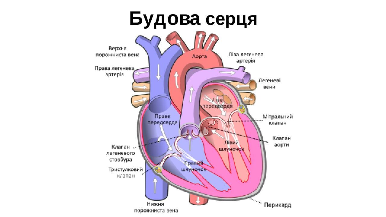 Презентація "Серце: будова та функції" | Презентація. Біологія