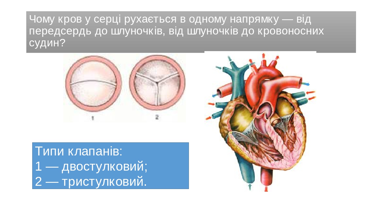Презентація "Серце: будова та функції"