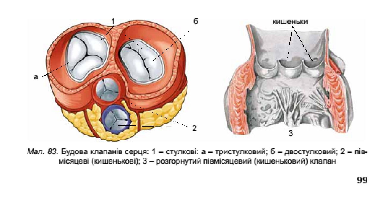 Презентація "Серце: будова та функції"