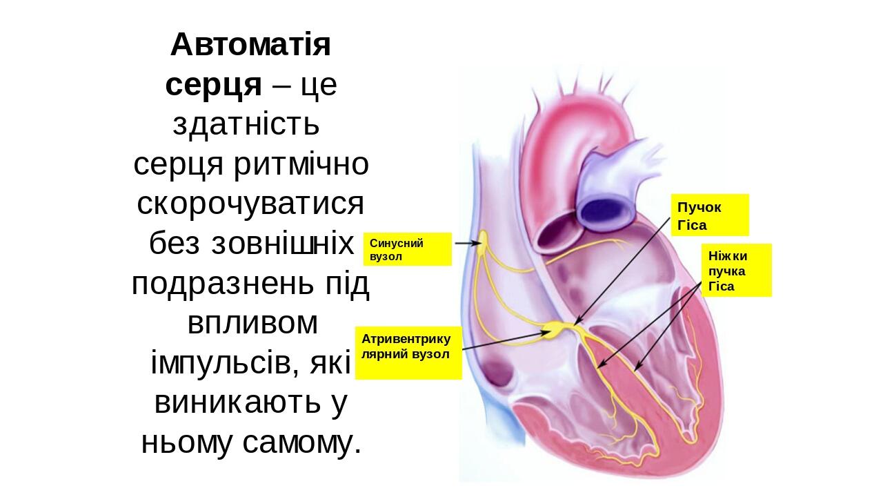 Презентація "Серце: будова та функції" | Презентація. Біологія