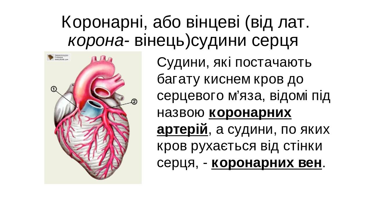 Презентація "Серце: будова та функції" | Презентація. Біологія