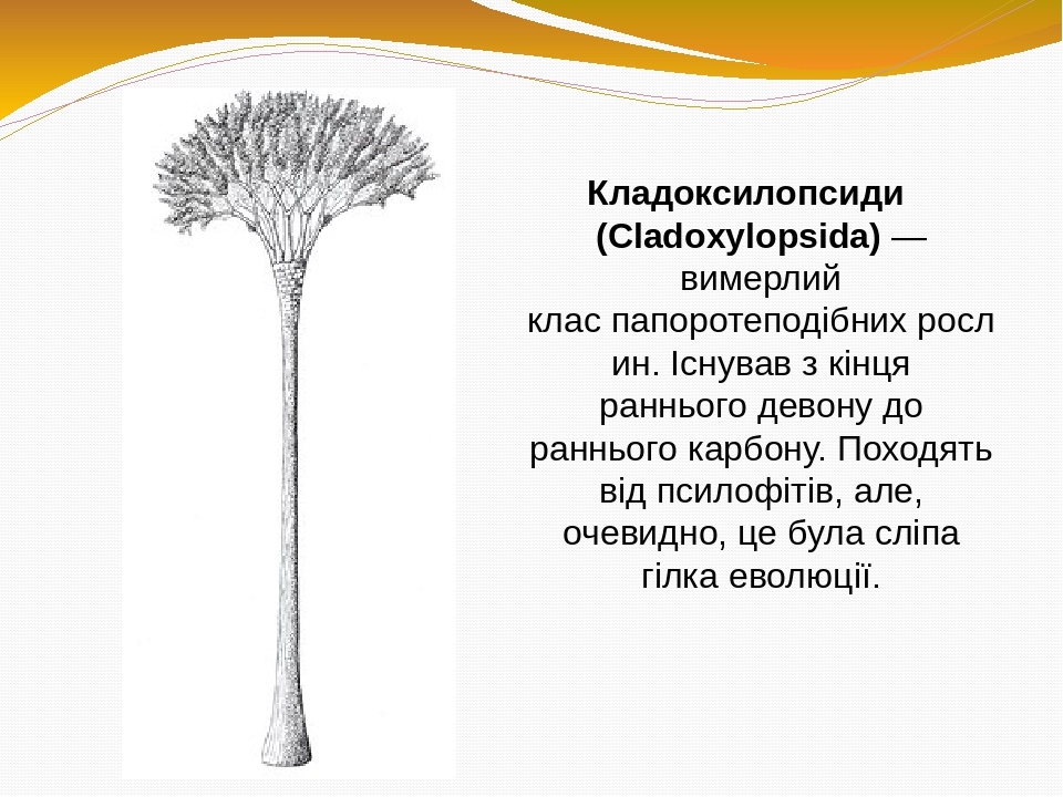 Презентація на тему: "Викопні рослини"