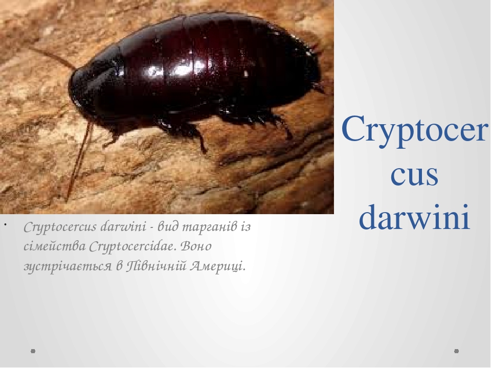 Презентація "Ряд Таргани" на урок