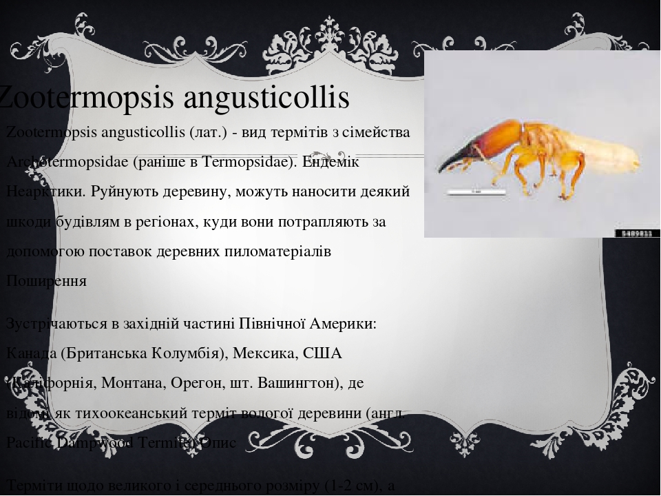 Презентація "Ряд Терміти" на урок