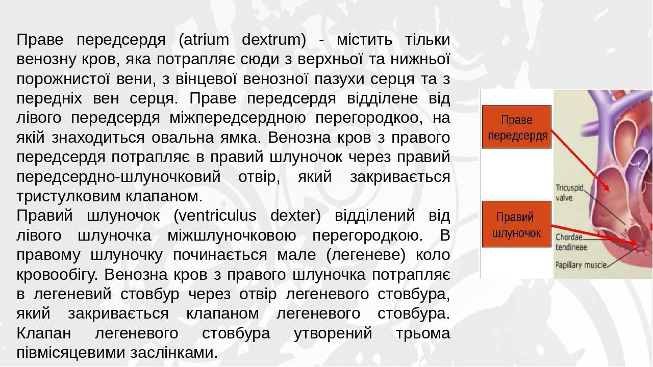 «Розкрийте будову серця і поясніть властивості клапанів відкривання в ...