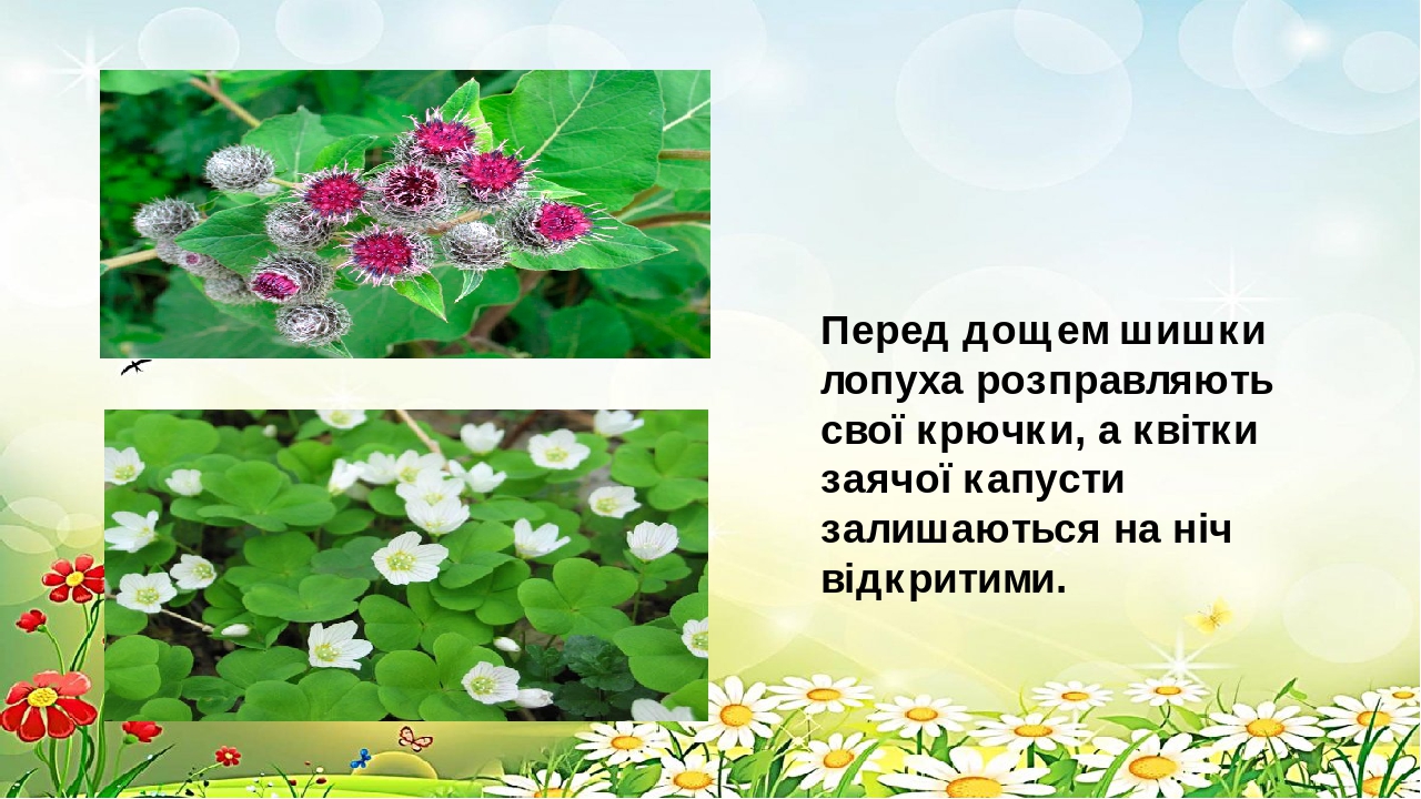 Презентація " Рослини - синоптики"