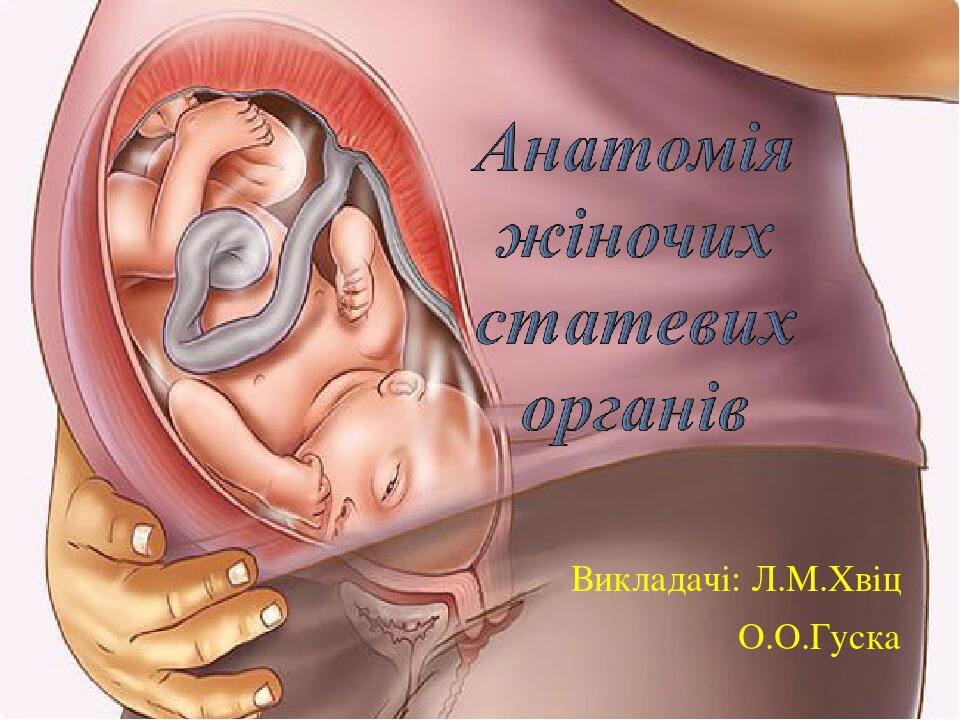 Презентація з анатомії людини на тему Анатомія жіночих статевих