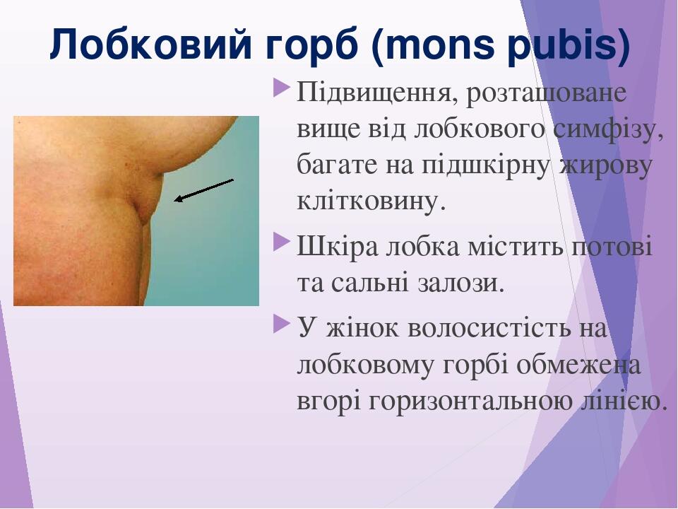 Презентація з анатомії людини на тему Анатомія жіночих статевих