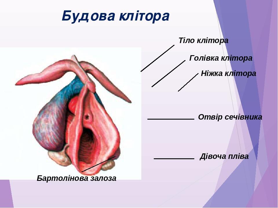 Презентація з анатомії людини на тему Анатомія жіночих статевих