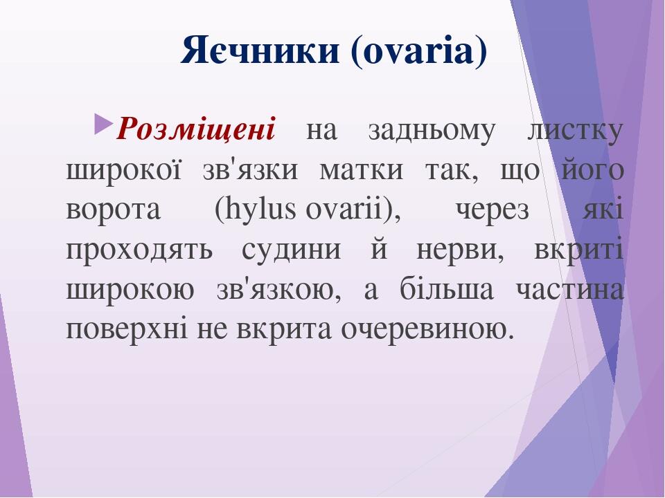 Презентація з анатомії людини на тему Анатомія жіночих статевих