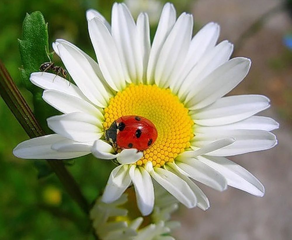 Заняття на тему: "Національні традиції використання квітів. Символіка ...