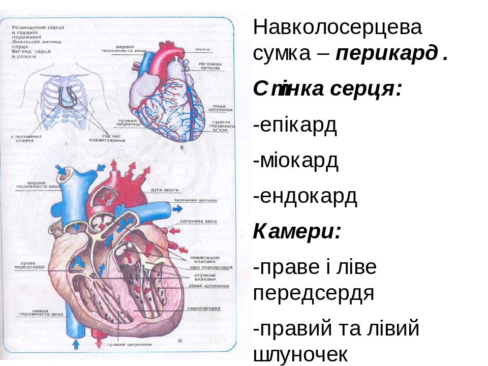 Презентація до уроку "Будова серця людини". Біологія. 8 клас