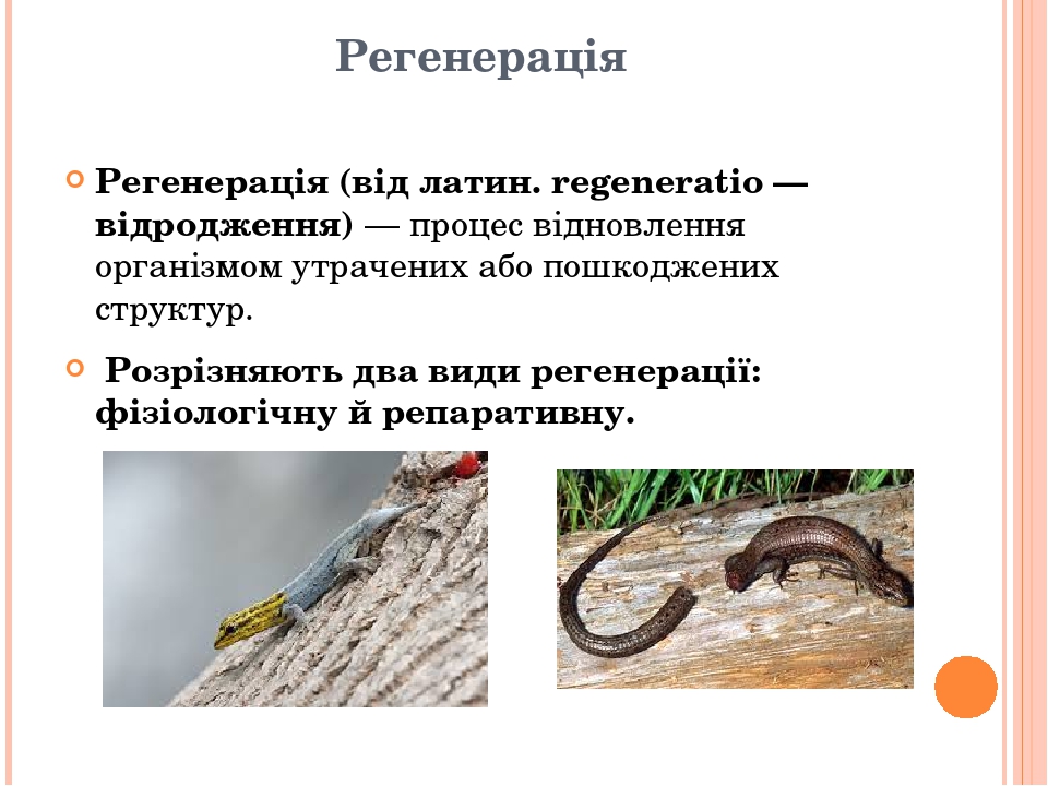 Тема: Автотомія у тварин. Фізіологічна та репаративна регенерація.