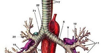 дихальна система | Тест на 35 запитань. анатомія