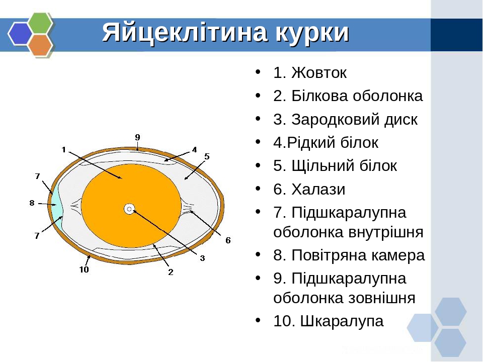 Статеві клітини Лабораторна робота №4 «Вивчення будови статевих клітин