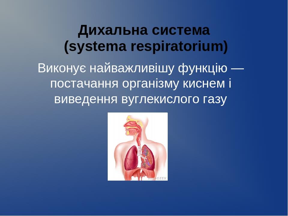 Презентація до лекції на тему: "Анатомія дихальної системи"