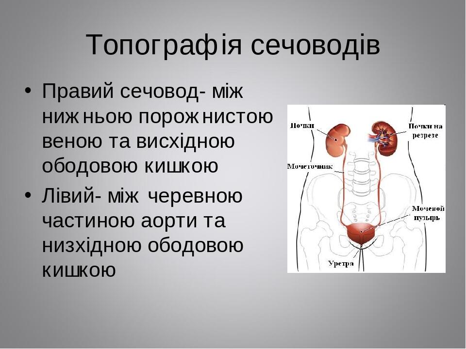 Презентація до лекції на тему Анатомія сечовидільної системи
