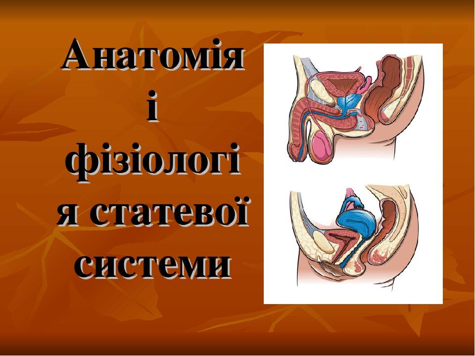 Презентація до заняття на тему Анатомія та фізіологія статевої