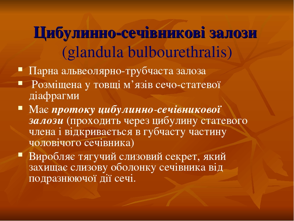 Презентація до заняття на тему: "Анатомія та фізіологія статевої системи"