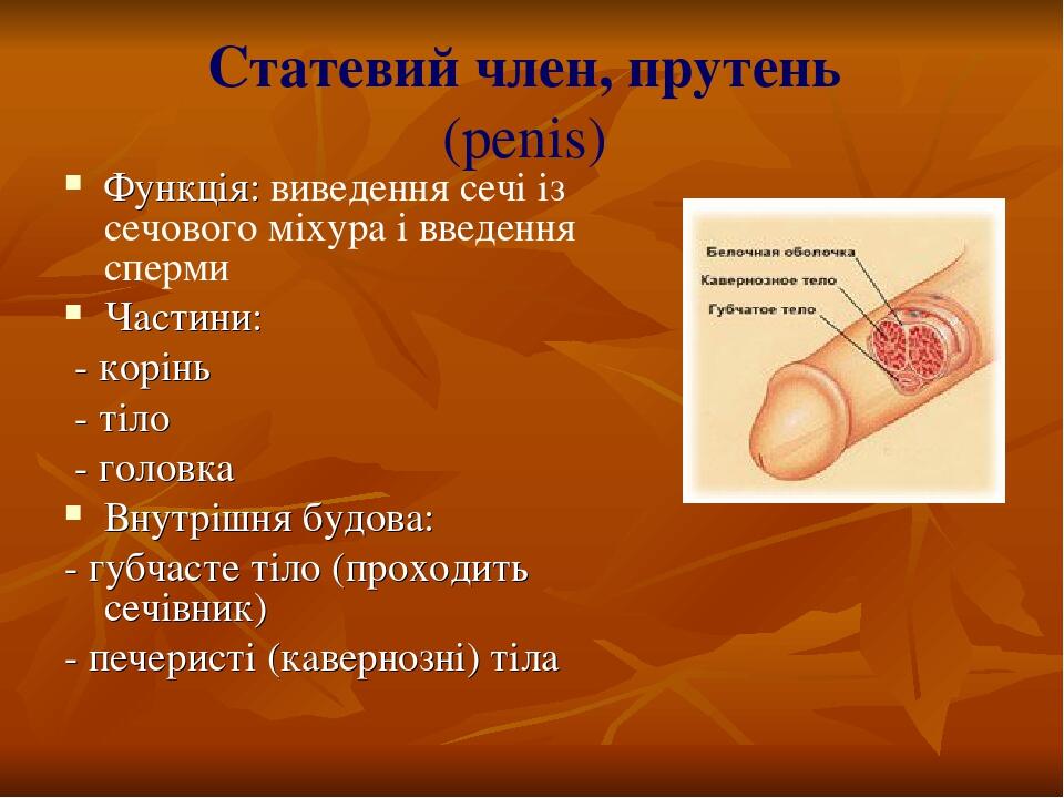 Презентація до заняття на тему Анатомія та фізіологія статевої