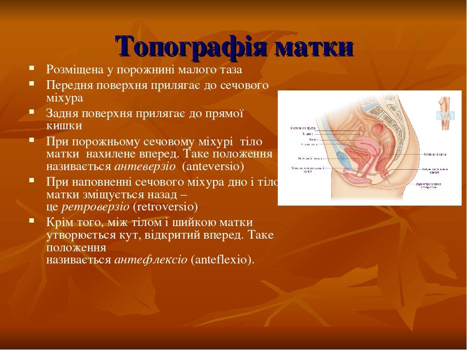 Презентація до заняття на тему Анатомія та фізіологія статевої