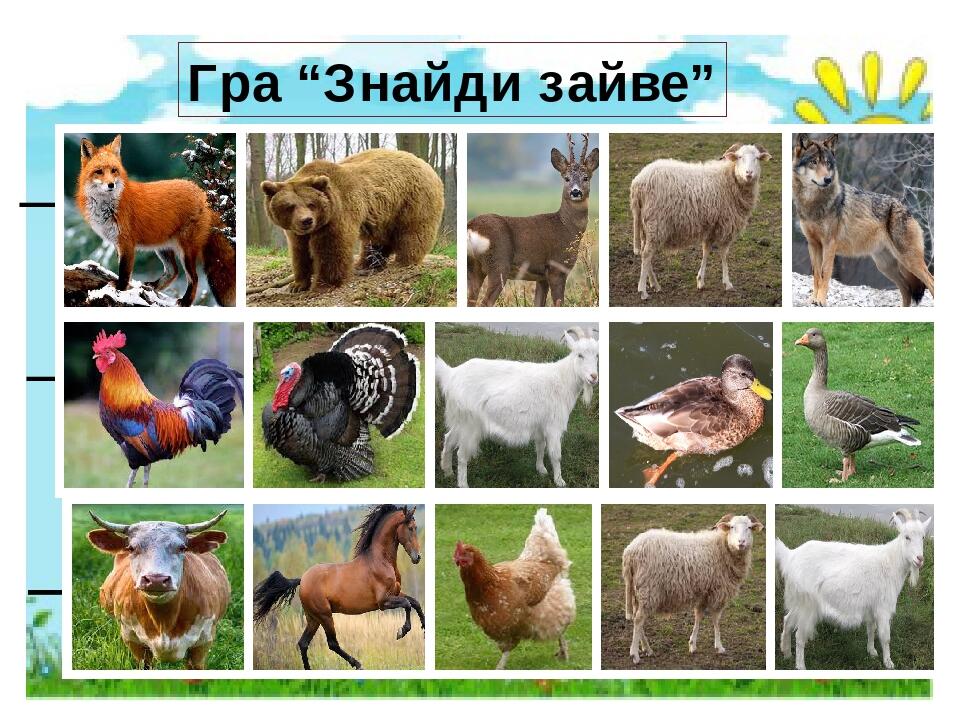Презентація Дикі і свійські тварини 1клас НУШ Презентація Я