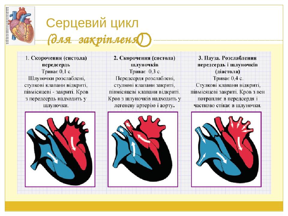 ПРЕЗЕНТАЦІЯ "ФІЗІОЛОГІЯ СЕРЦЕВО-СУДИННОЇ СИСТЕМИ. ФІЗІОЛОГІЯ СЕРЦЯ ...