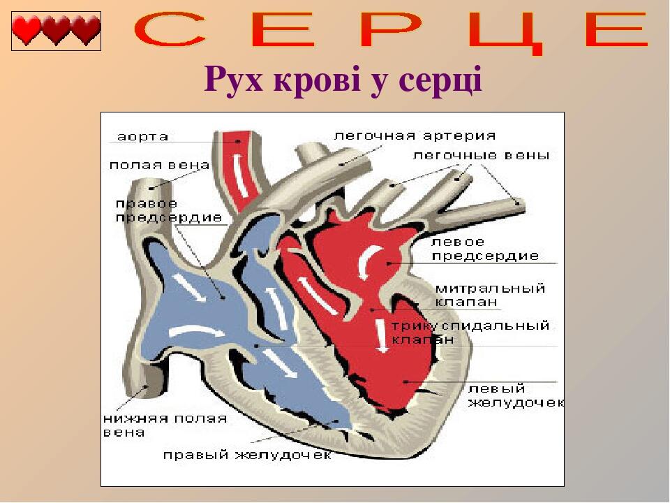 Серце. Його будова та функції | Презентація. Біологія