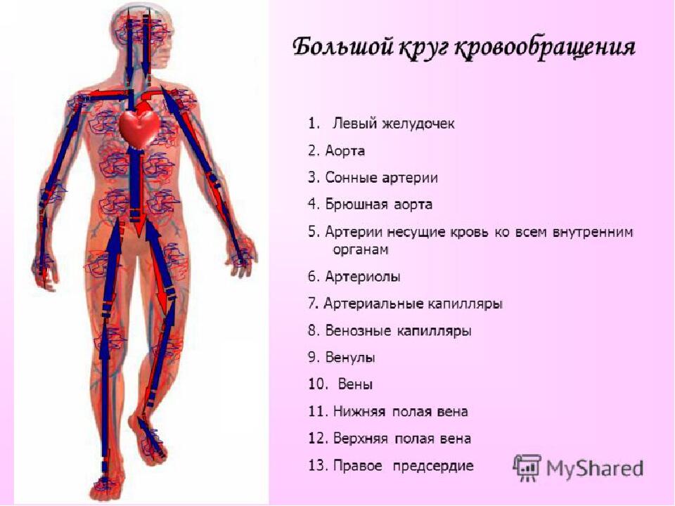 Будова серця людини. Оболонки серця | . Біологія