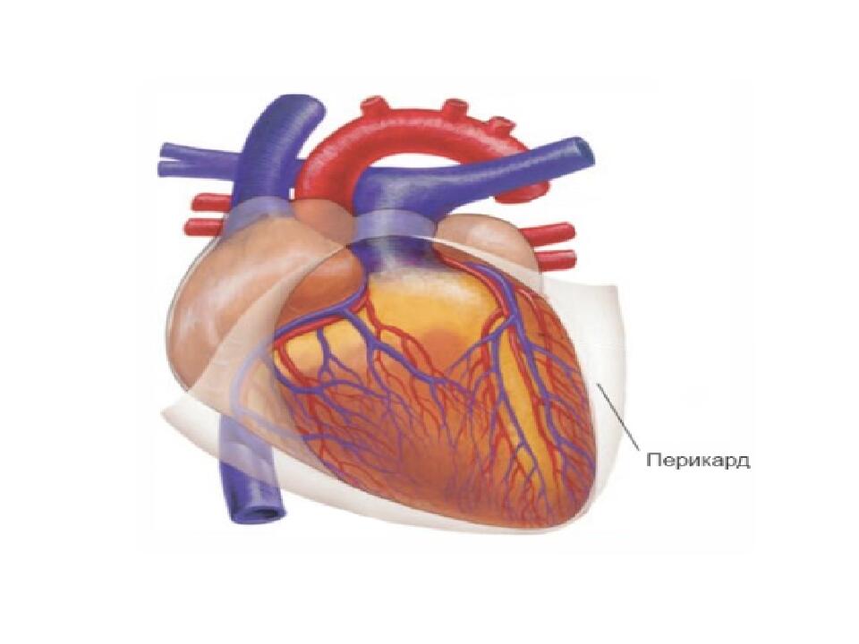 Будова серця людини. Оболонки серця | . Біологія