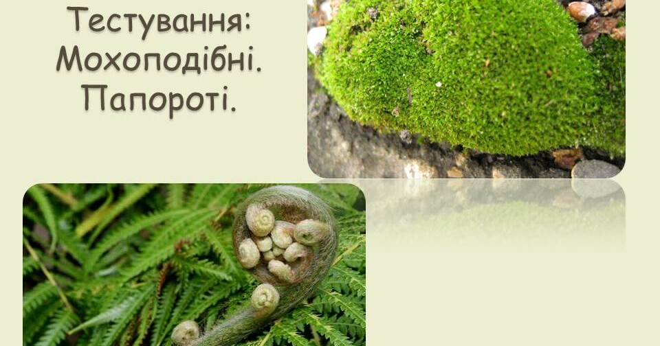 Тестування Копія Мохоподібні