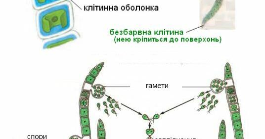 Улотрикс – нитчаста багатоклітинна водорость | Стаття. Біологія