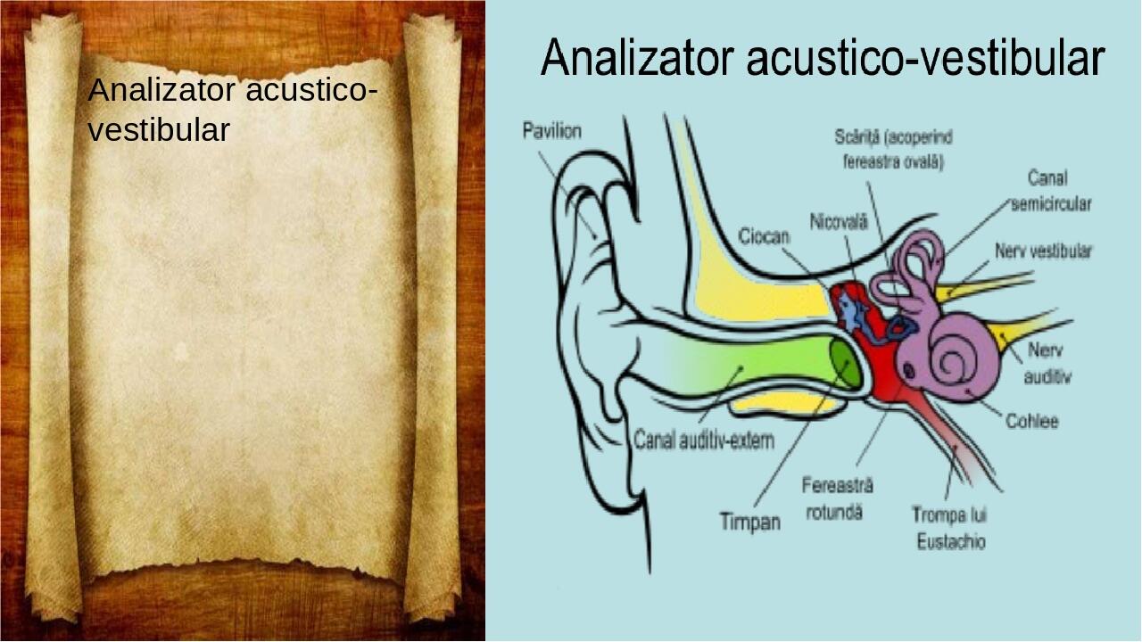 Tema : Sistemul senzorial auditiv | Презентація. Біологія