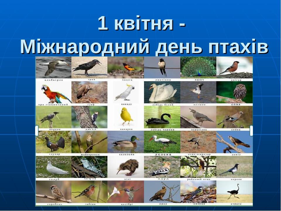 Презентація 1 квітня Міжнародний день птахів Презентація