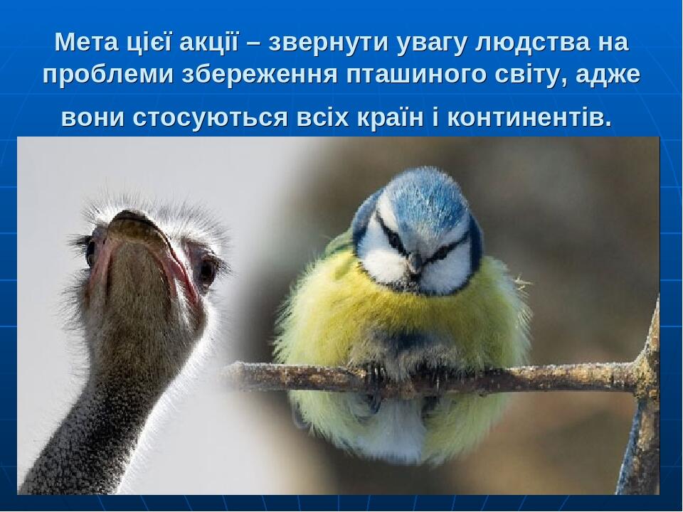 Презентація 1 квітня Міжнародний день птахів Презентація
