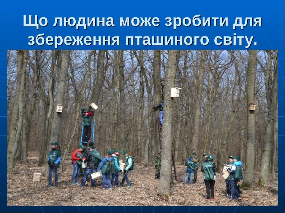 Презентація 1 квітня Міжнародний день птахів Презентація