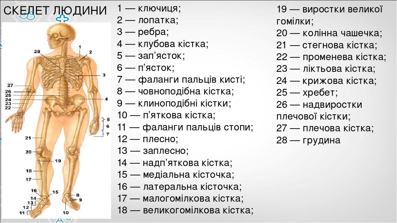 презентація на тему ОПОРНО РУХОВА СИСТЕМА ЛЮДИНИ Презентація