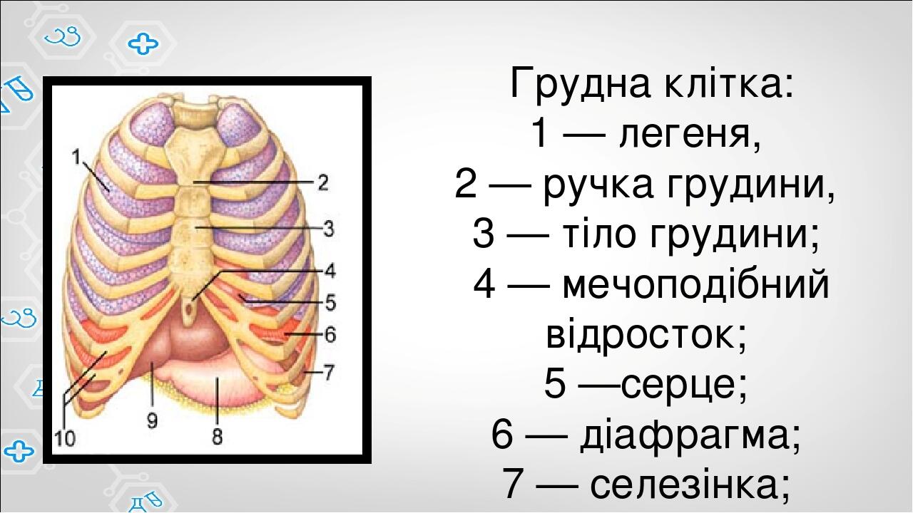 презентація на тему "ОПОРНО-РУХОВА СИСТЕМА ЛЮДИНИ" | Презентація ...