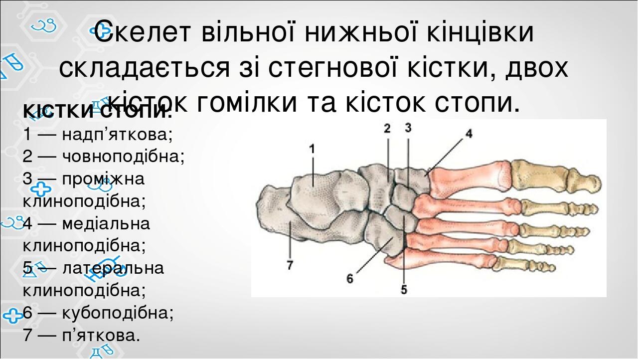 презентація на тему ОПОРНО РУХОВА СИСТЕМА ЛЮДИНИ Презентація