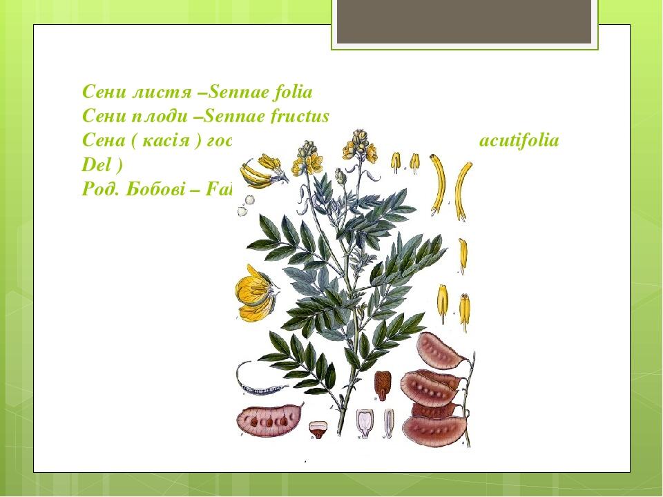 Презентація на тему: "Сена ( касія ) гостролиста" | Презентація. Екологія
