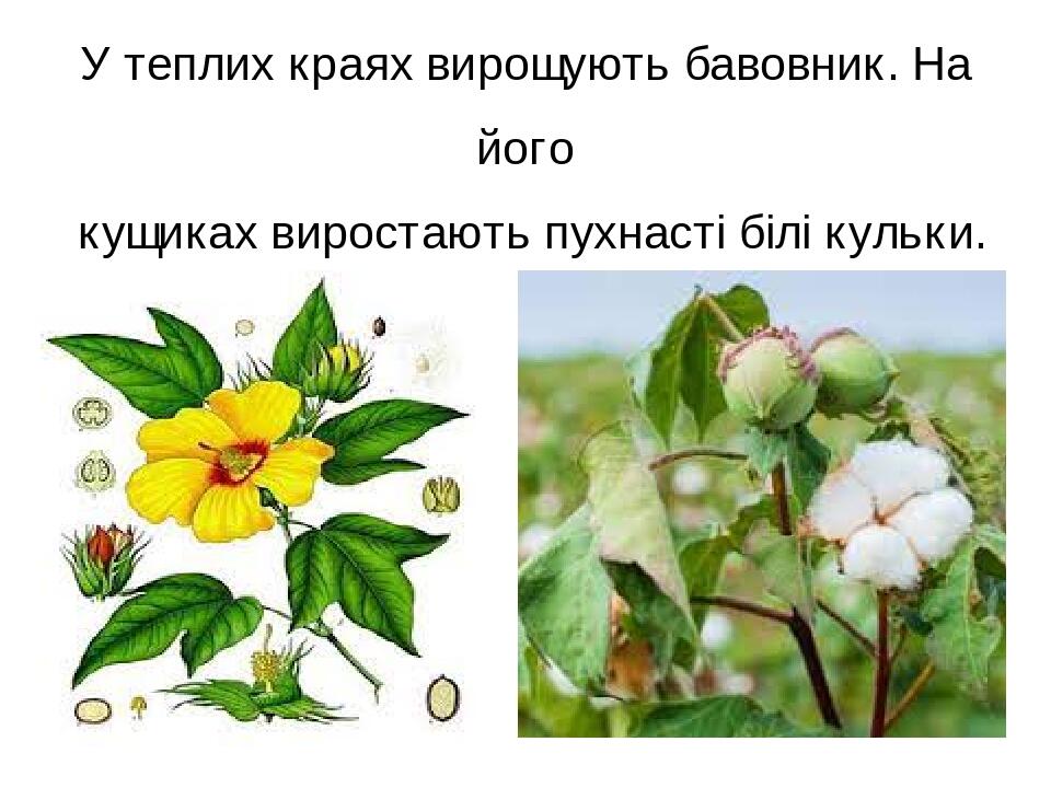 Презентація З чого роблять одяг Я досліджую світ