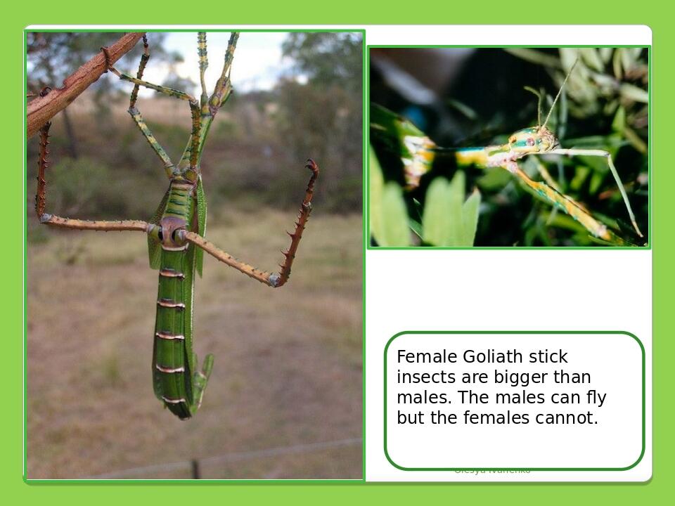 Презентація до інтегрованого уроку "Goliath Stick Insect" | Презентація ...