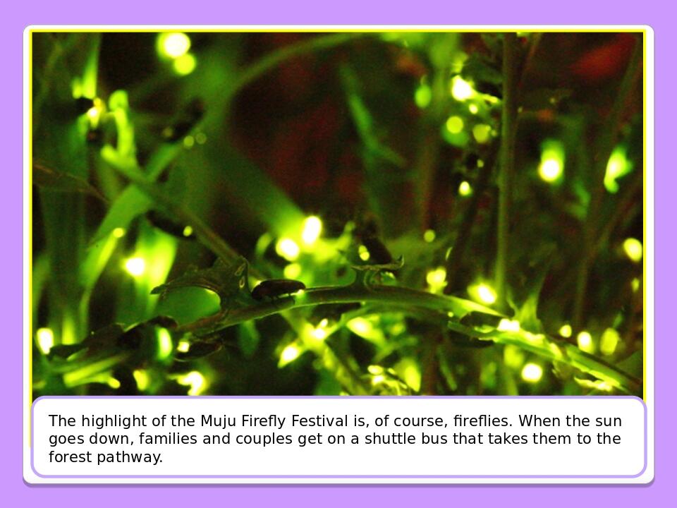 Презентація "Festivals around the world. Muju Firefly Festival (Korea ...